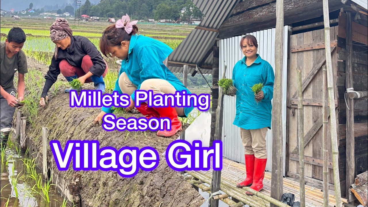 Tribal Community-Millets Plantation - YouTube
