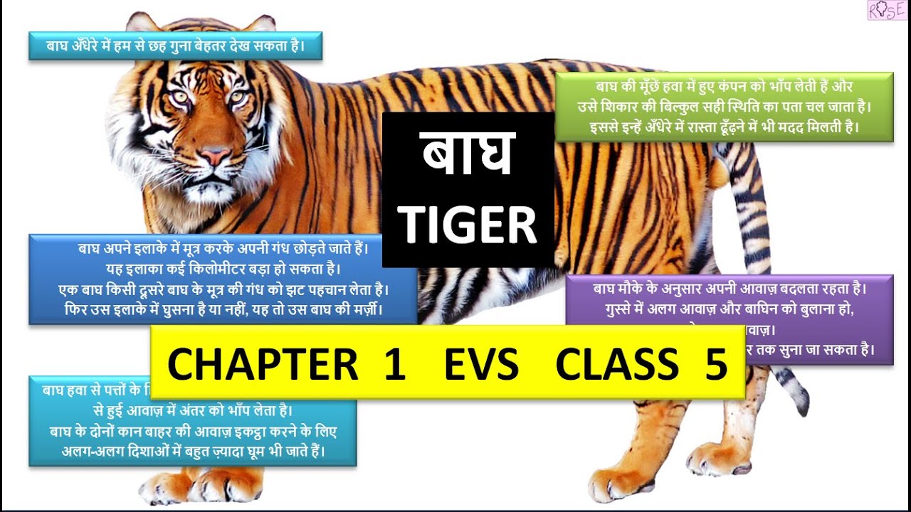 Class 5 EVS Chapter 1 | बाघ | Facts about Tiger | Super Senses | Rose ...