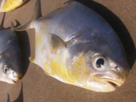 Pesca de pampo 2012 - YouTube