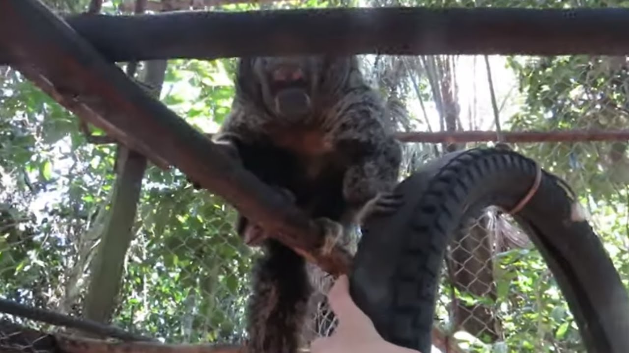 Rescued Saki Monkey wants to befriend caretaker - YouTube