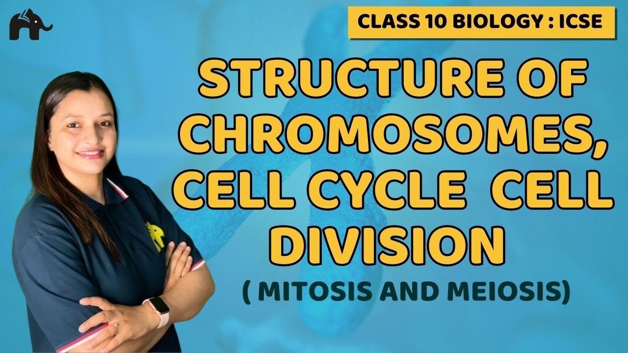 Structure Of Chromosomes Cell Cycle Cell Division Class 10 ICSE structure-of-chromosomes-cell-cycle-cell-division-class-10-icse