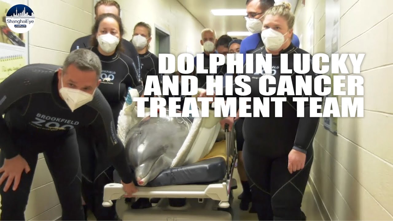 Watch how a 500-pound DOLPHIN in Chicago USA take CT scans for cancer ...