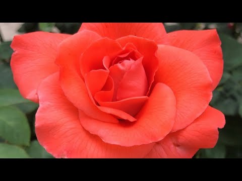 İnsan Kıymet Bilmelidir - Allah’ı Özlemek