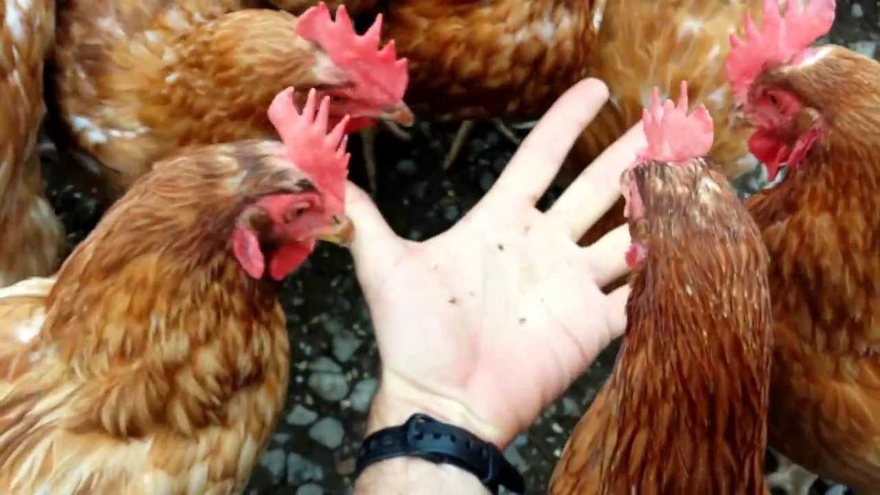Canadian free range hens frantically pecking my hand! - YouTube