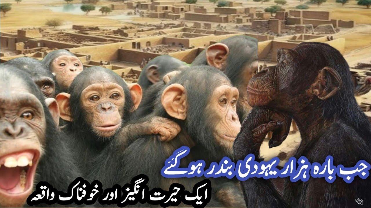 How Did People Of Hazrat Dawood Become As (Monkeys)Hazrat Dawood ke ...