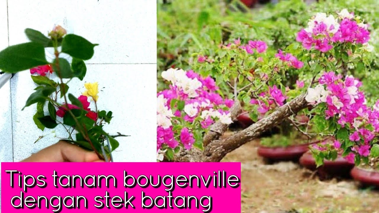 Tips Stek batang bunga bougenville (bunga kertas) Dijamin berhasil👍 ...