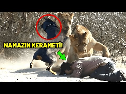 Adam Yolda Namaz Kılarken Bir Aslanın Saldırısına Uğrayınca Dünyayı Sarsan Bir Mucize Gerçekleşti!