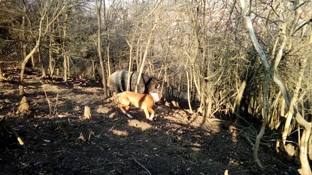 Laki 6 meseci i Lisa 4 godine - Rad u gater - YouTube