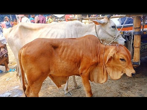 মাএ ৫০ হাজার টাকায় দুধের গাভী সহ বাছুর গরু।যশোর চৌগাছা গরুর হাট।cow ...