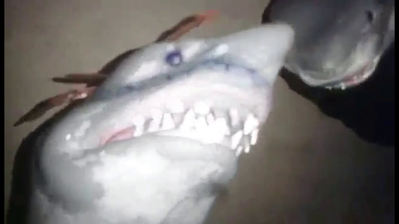 SHARK PUPPET GANG FT SHARKY BOY SQUEEZY CHEESE OFFICIAL MUSIC VIDEO ...