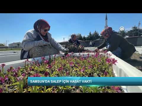 Samsun’da salep için hasat vakti