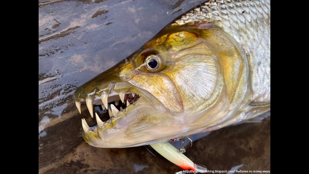 Goliath tigerfish catch on Congo river - YouTube
