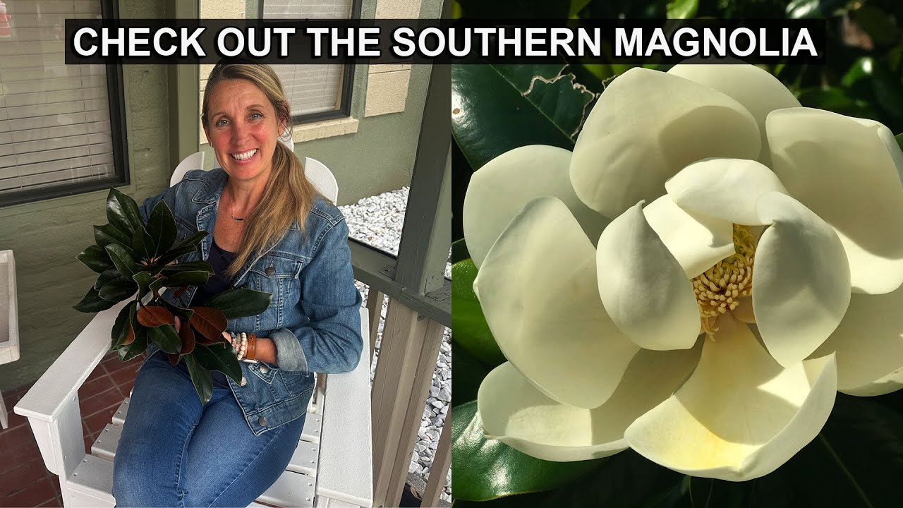 Discover the Charm of the Southern Magnolia - YouTube