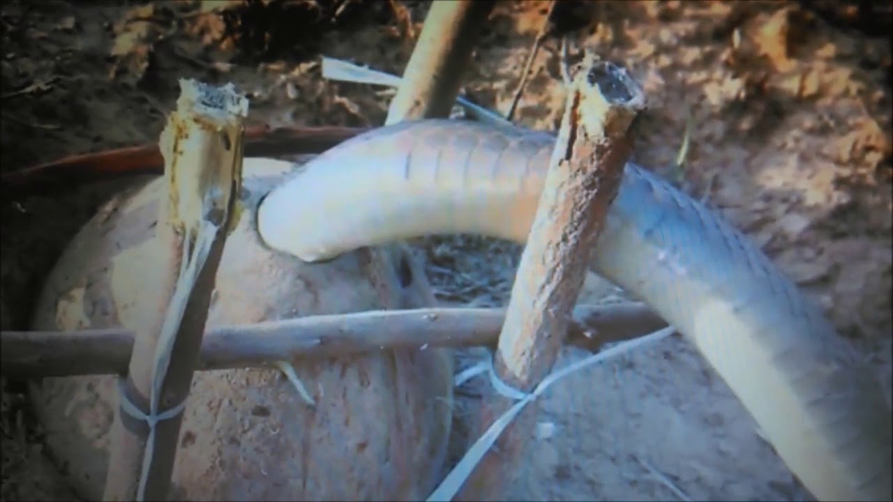 MTEGO WA BLACKMAMBA SNARE KOBOKO COBRA NA NYOKA WENGINE.,HOW TO CATCH A ...