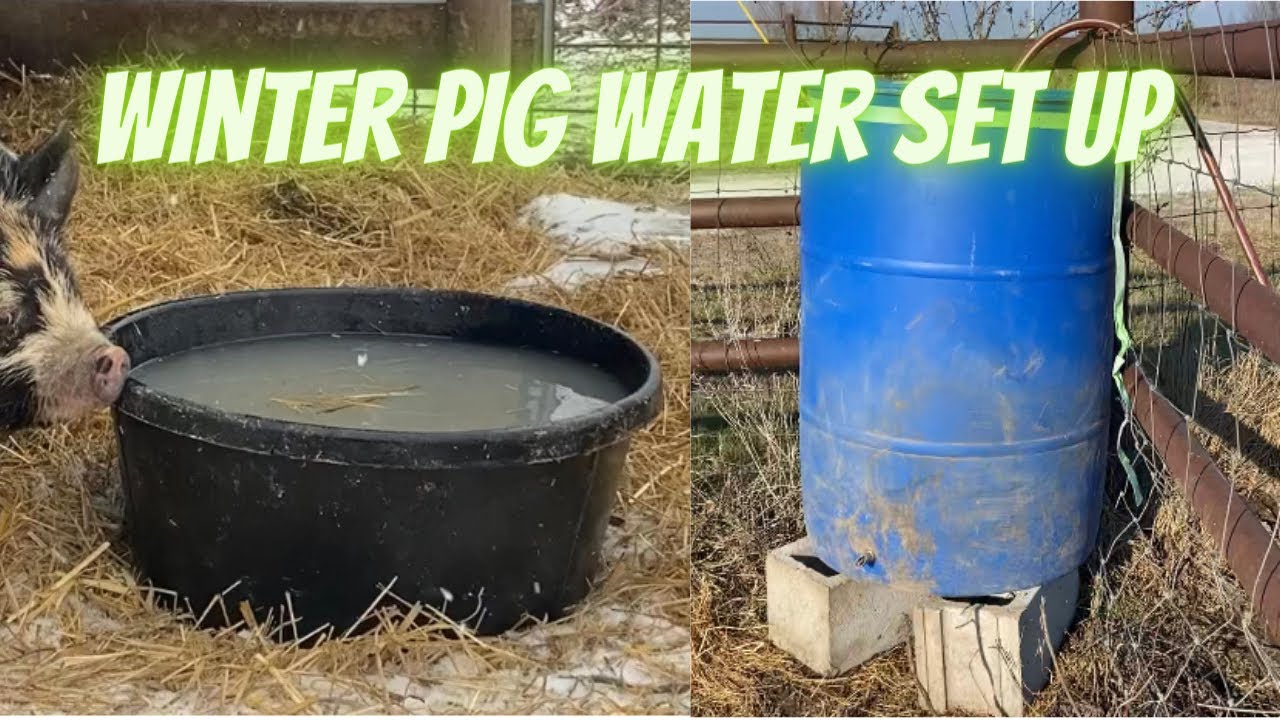 Winter pastured pig water set up for Southern Missouri (zone 6) - YouTube