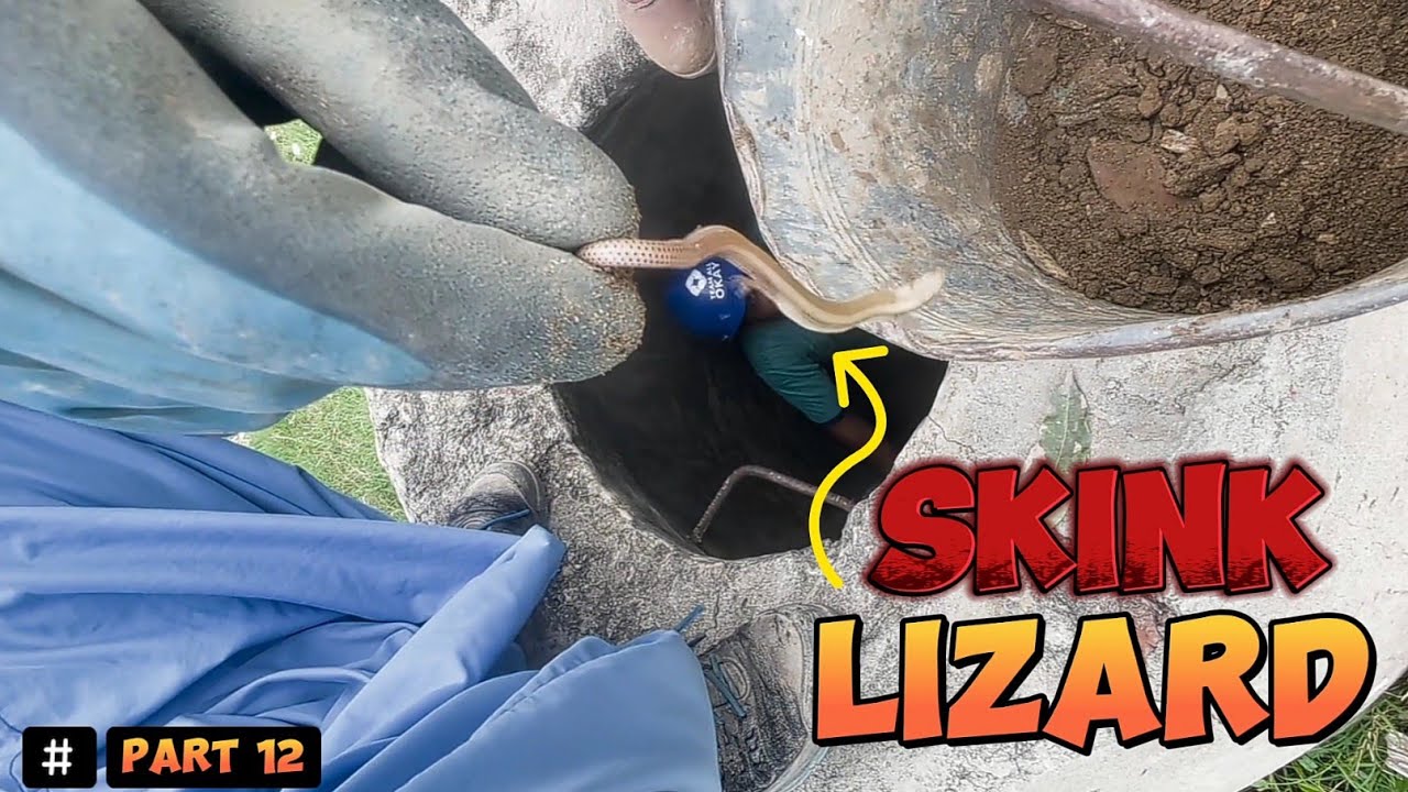 Drain Complaint 314 | Is this lizard poisonous? ( The Snake's Aunt ...