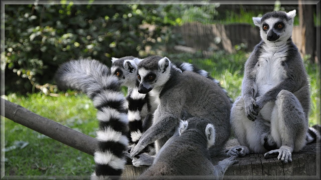 LEMUR zoo Gyor - YouTube