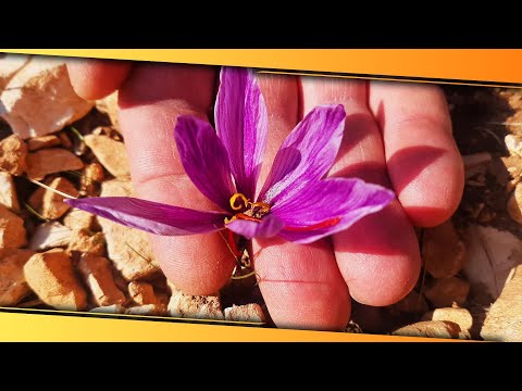 250 Gram Safranla 25 Bin Lira Gelir Bekliyor