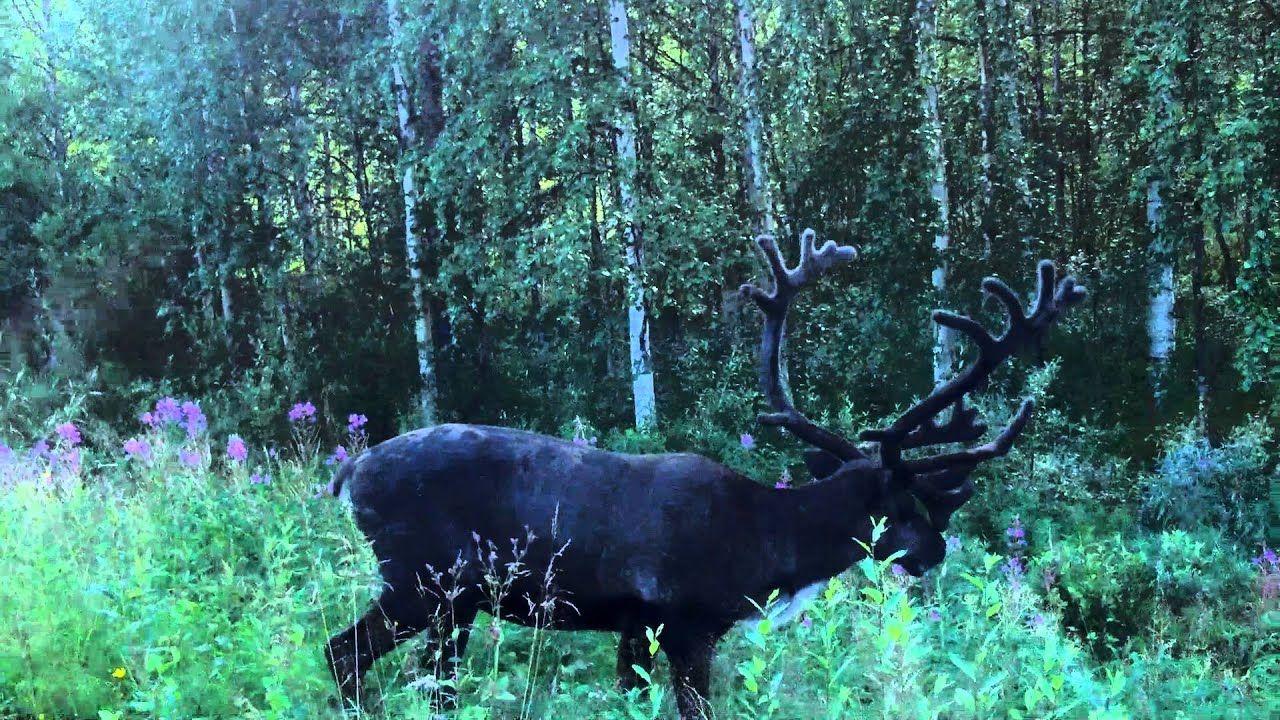 black reindeer - YouTube