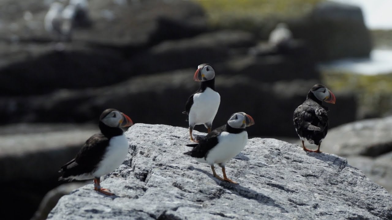 Puffins Project | WPBS Weekly: Inside the Stories - YouTube