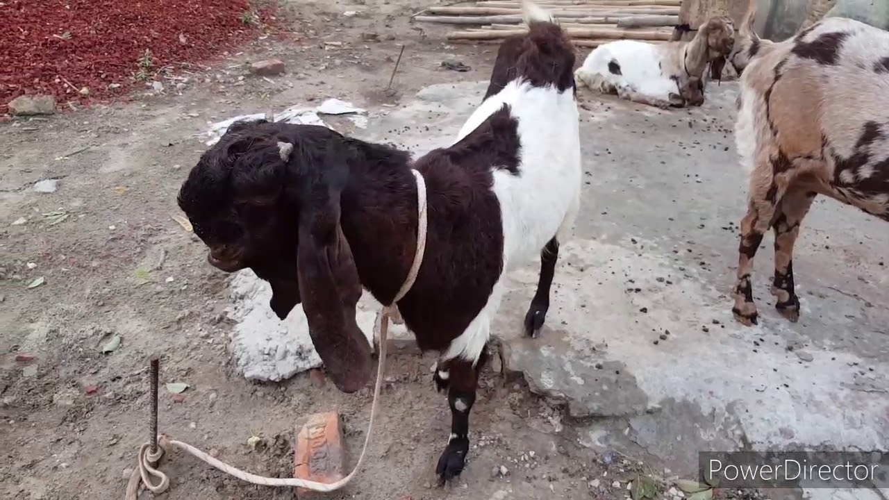 Quality heavy goat in Bangladesh - YouTube