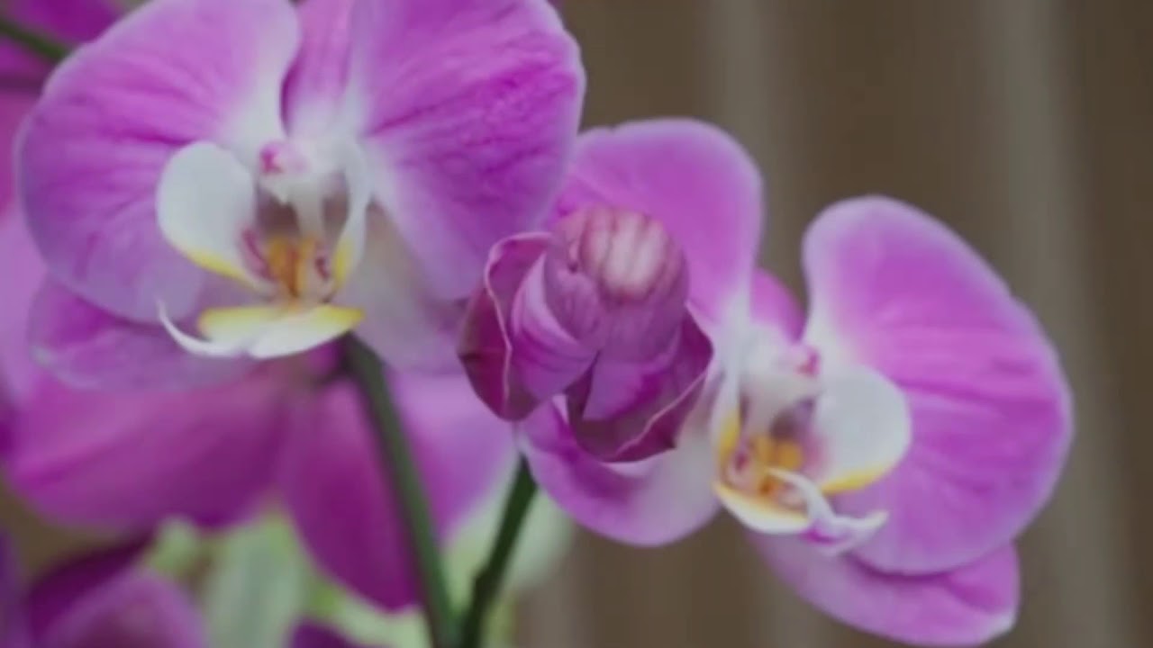 UMMATI ( أمّتي ) *Maher Zain* (Cover Lirik) - YouTube