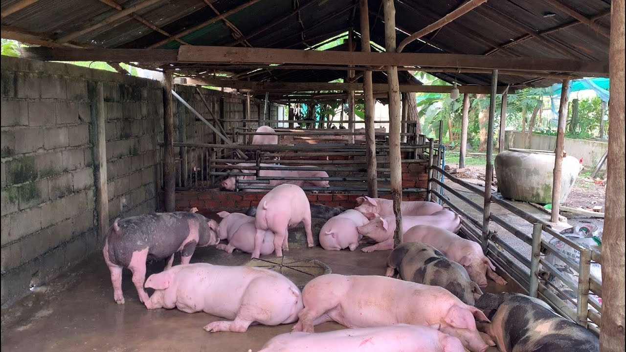 Pig Farming for Beginner - YouTube