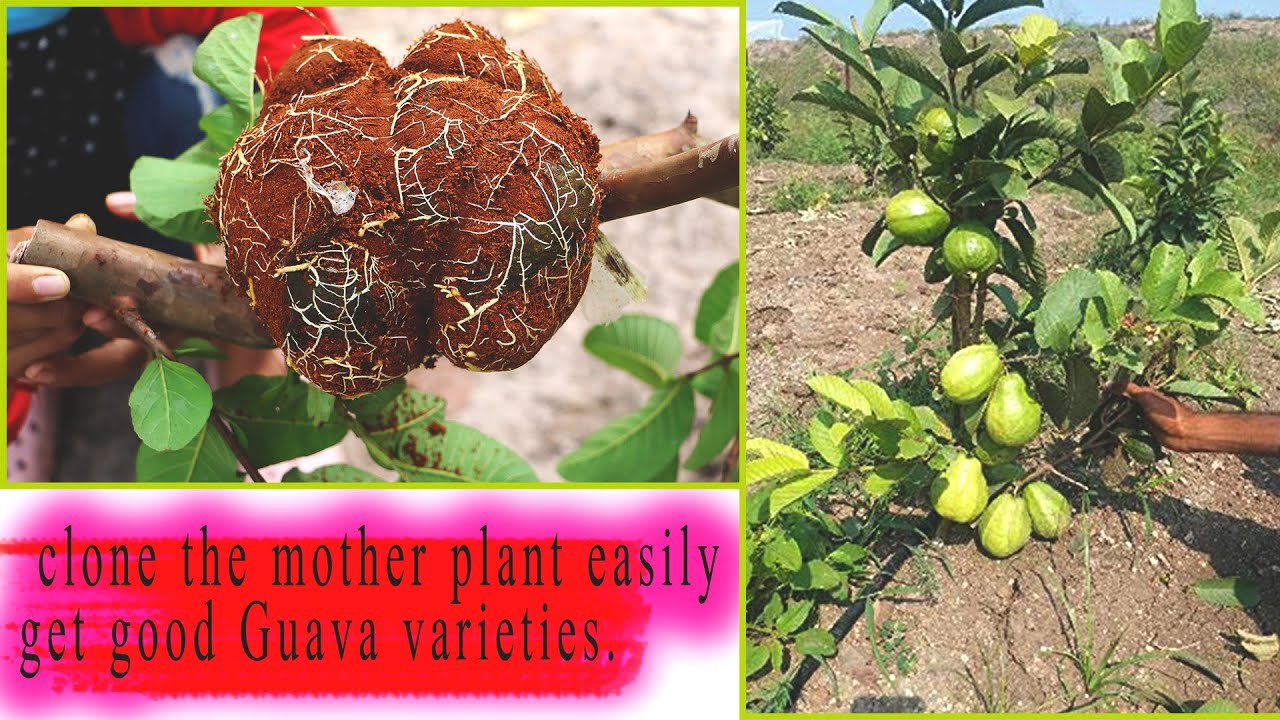 This method will help you to clone the mother plant easily And get good ...