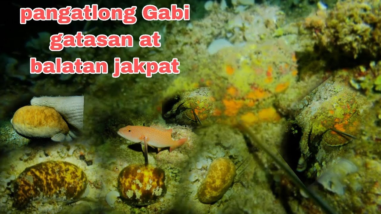 EP79 pangatlong Gabi gatasan at balatan jakpat night sperfishing ...