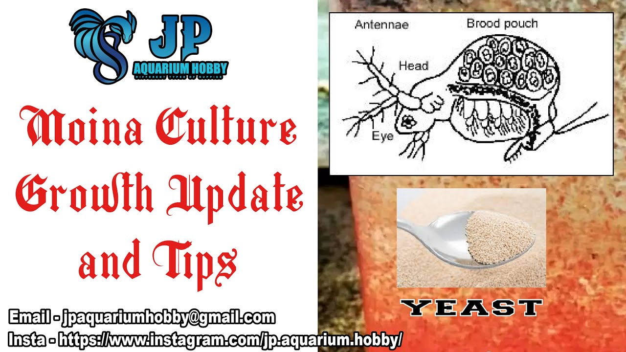 Our Moina Culture Growth Update and Tips - YouTube