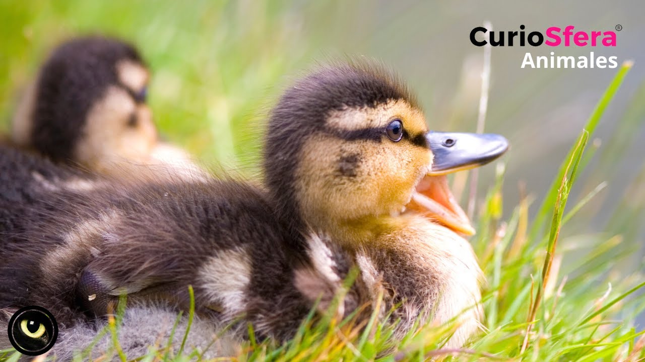 ¿Cómo se REPRODUCEN los PATOS? 🦆 - YouTube