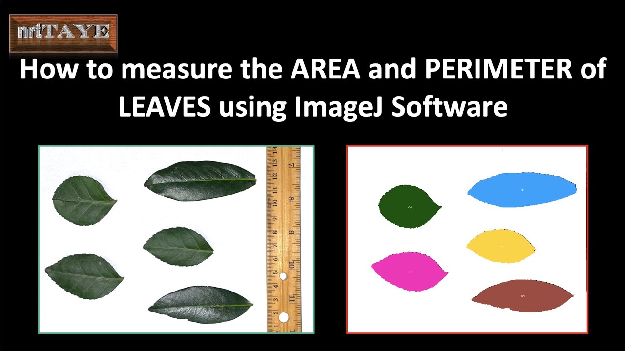 How to measure the AREA and PERIMETER of leaves using ImageJ Software - YouTube