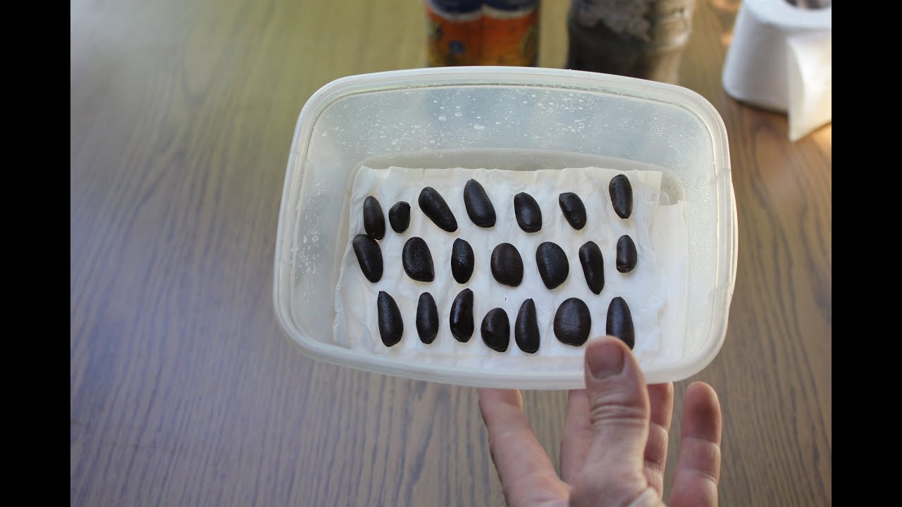 Indijanska banana asimina triloba naklijavanje semena - YouTube