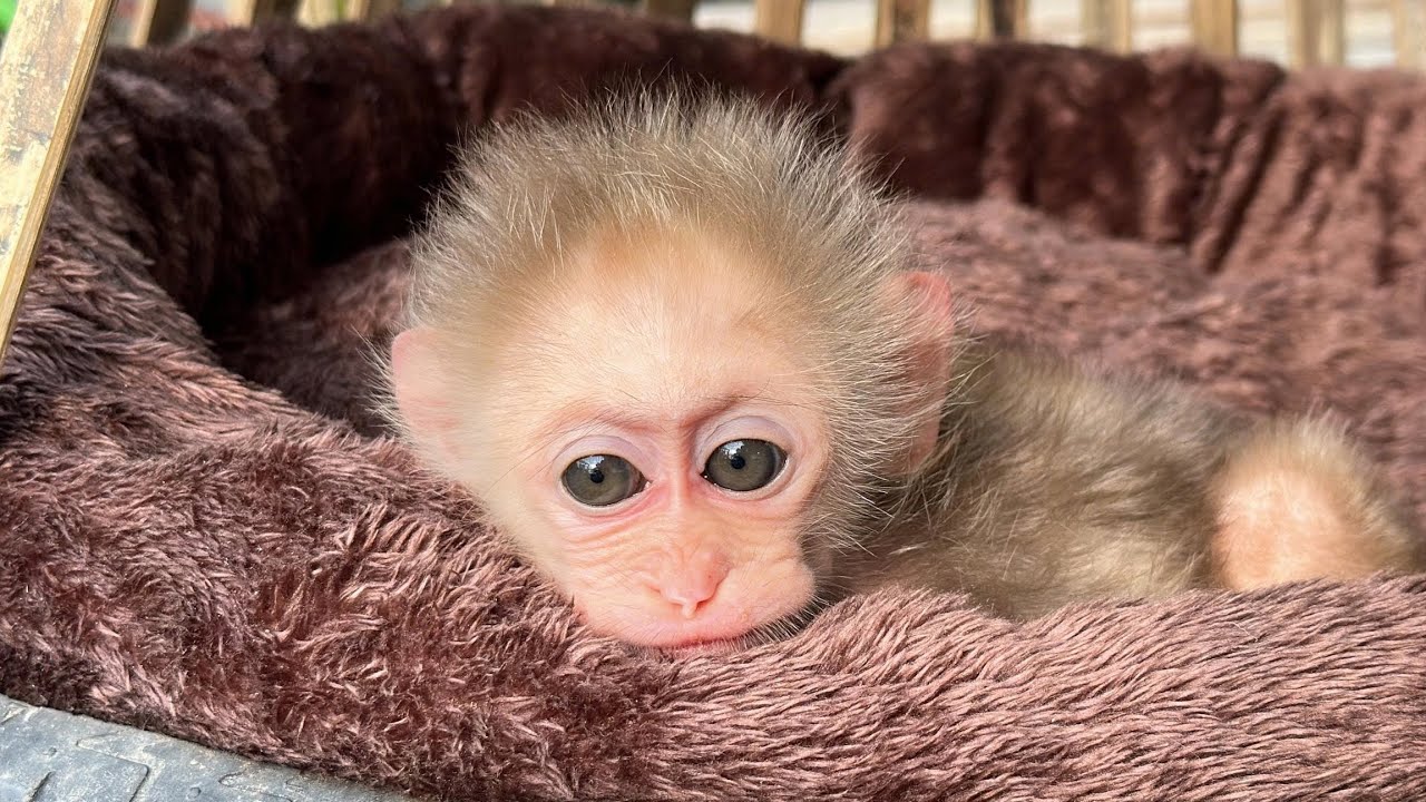 Baby Monkey Kaki and Lucy Are Always Well-Behaved and Don't Make Their ...