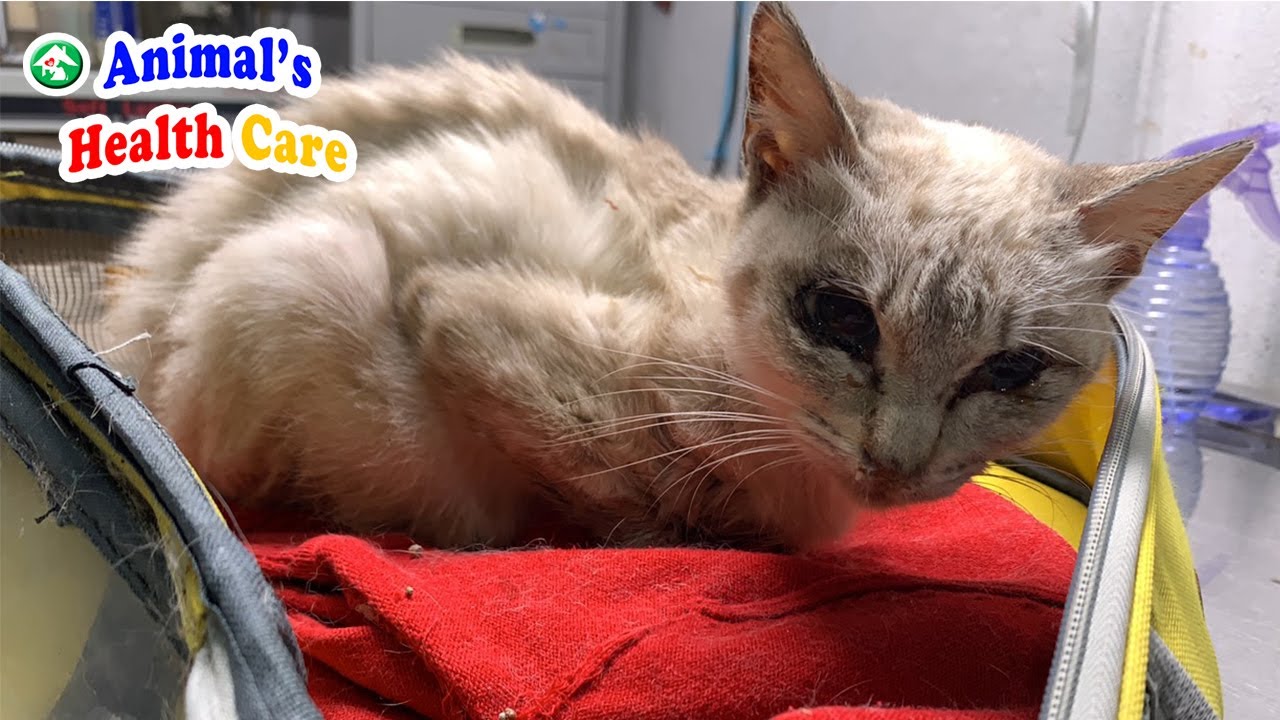 A poor cat abandoned by its owner - Can't stop crying - YouTube