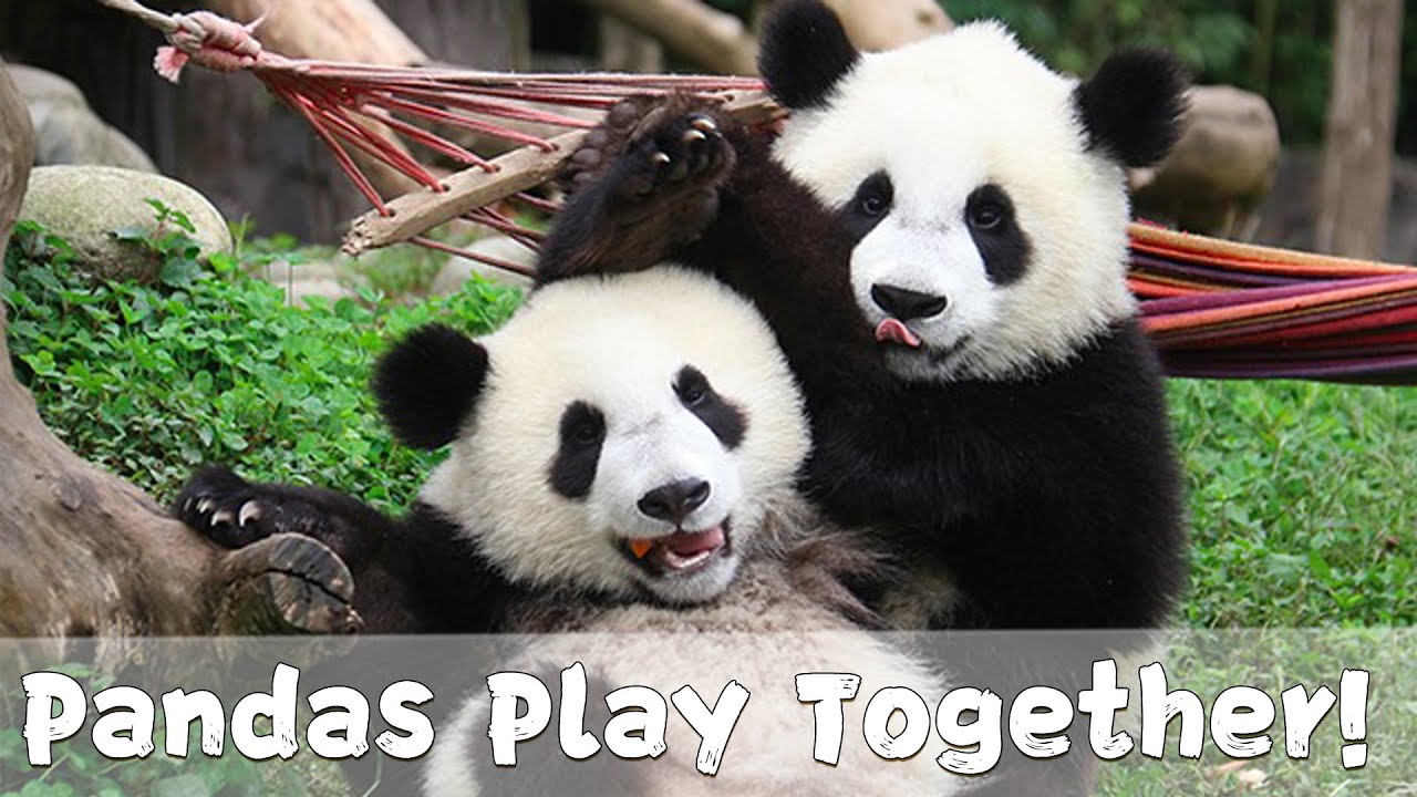 【Super Panda】Episode 144 Panda Cubs Playing Together In Kindergarten ...