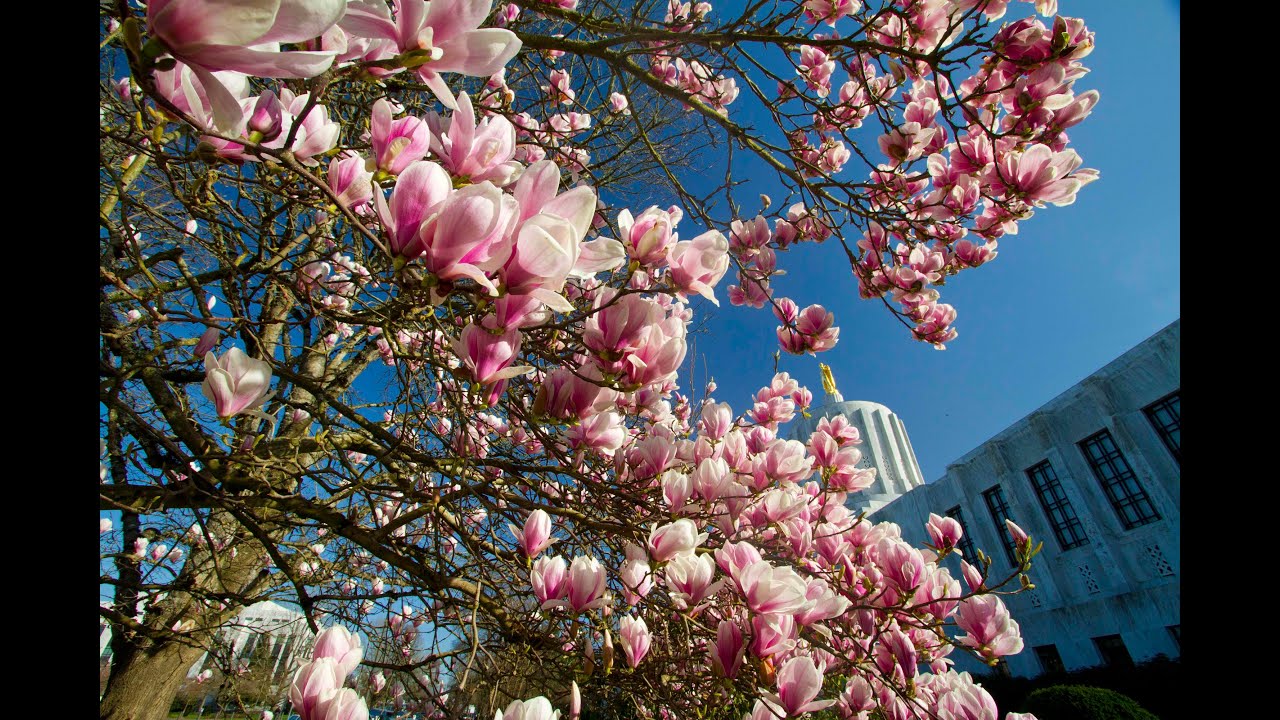 Grant's Getaways: Oregon's Sweet Spring at Capitol Mall, Nestucca River ...