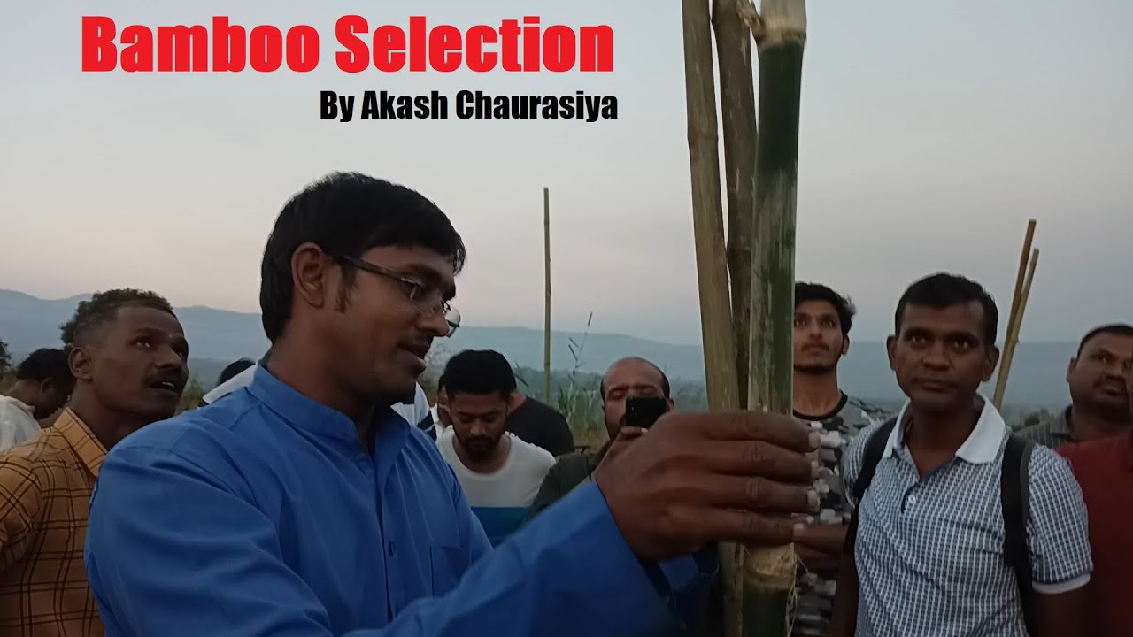Akash Chaurasiya Bamboo Selection For Multi Layer Farming Youtube