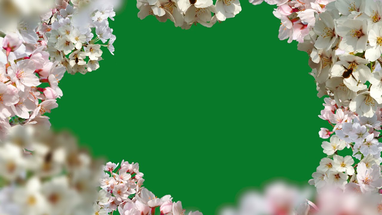 Green Screen Flower Transitions Animation non copyright - YouTube