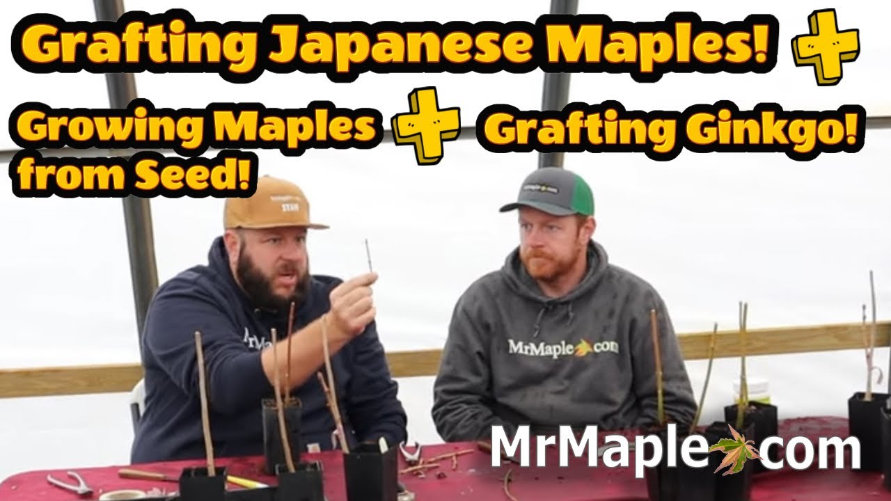 How to graft Japanese Maples & Ginkgo + Growing Maples from Seed! - YouTube