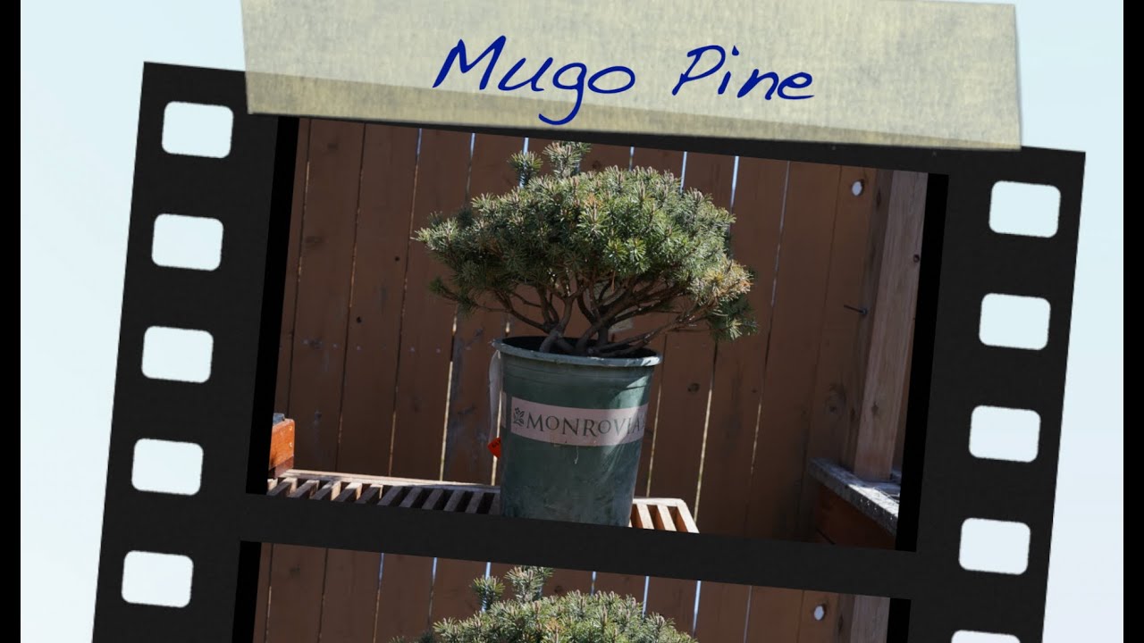 Mugo Pine: Dave's Bonsai E104 - YouTube