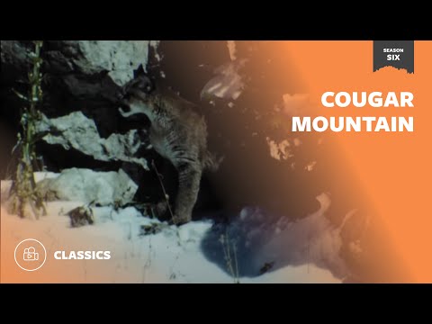 Cougar Mountain | Mutual of Omaha's Wild Kingdom