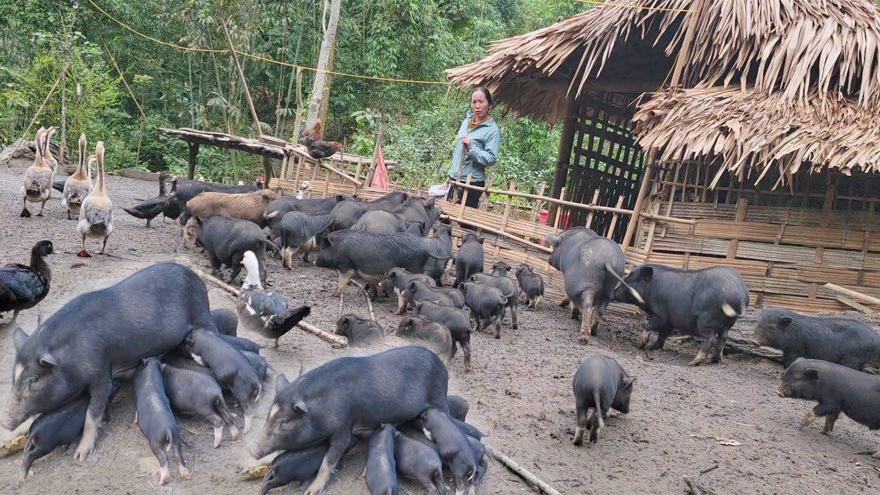 Raising wild pigs, cooking a giant pot of pig bran for the pigs to eat ...