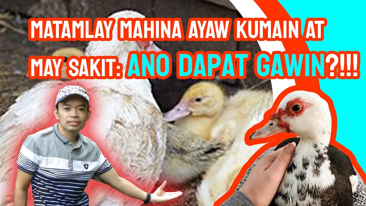 Pampasigla ng Pato PART II #MLFarming #duckfarming #pato - YouTube
