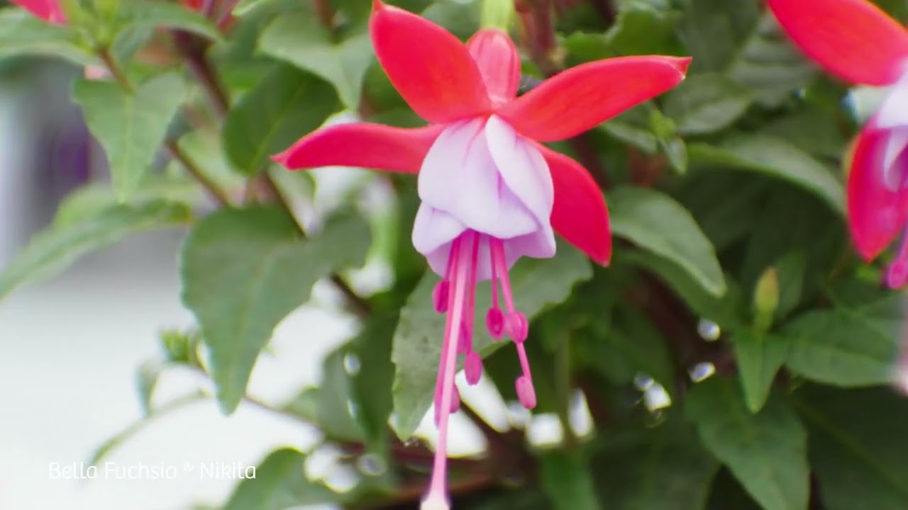 Bella Fuchsia Nikita - Garden plant with Flowers all Summer long! - YouTube