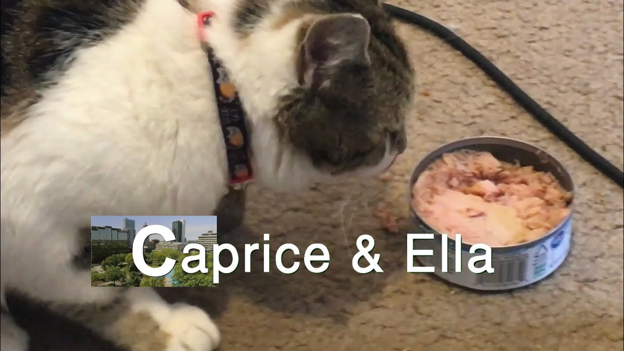 Matlock open | Caprice & Ella - YouTube