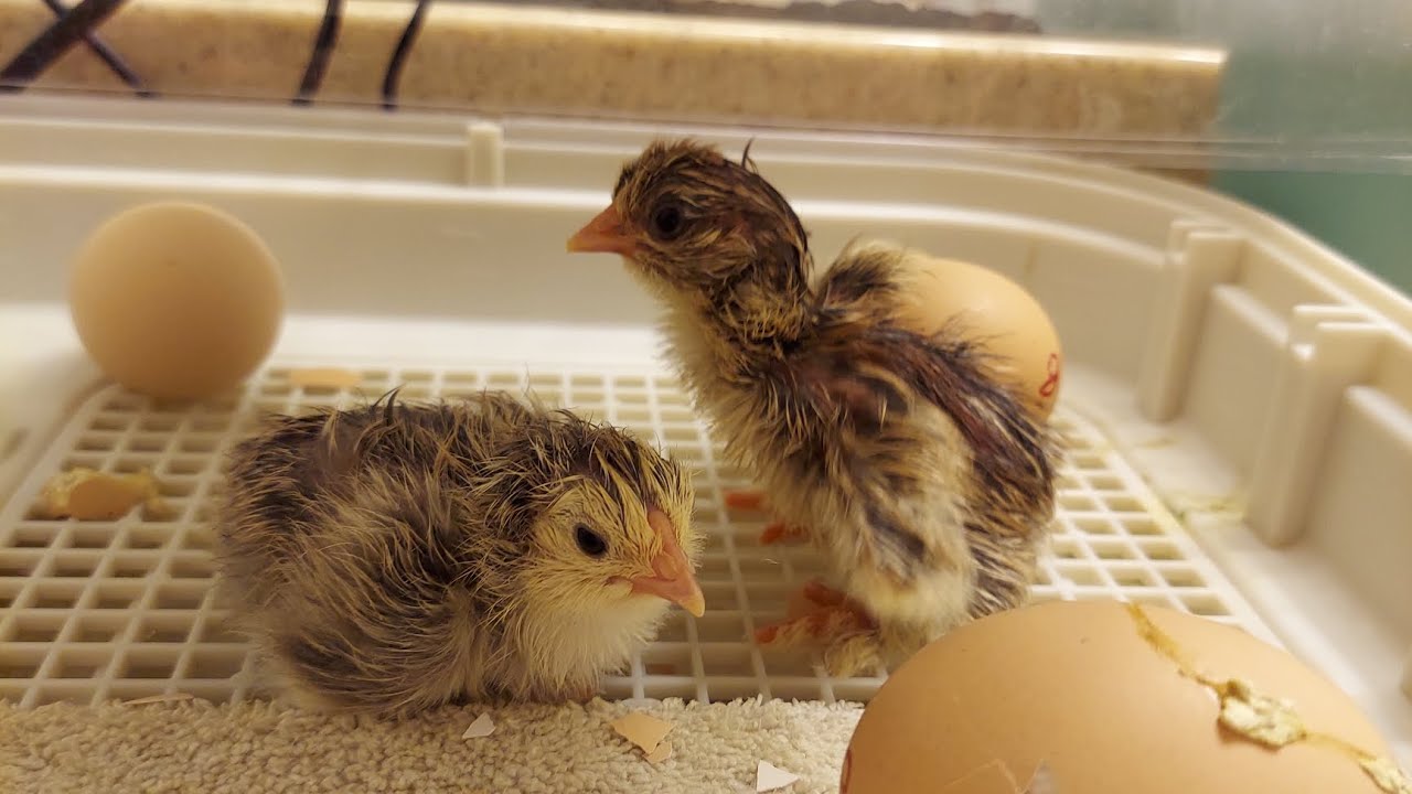Baby Chicks Hatching - Spring 2023 - YouTube