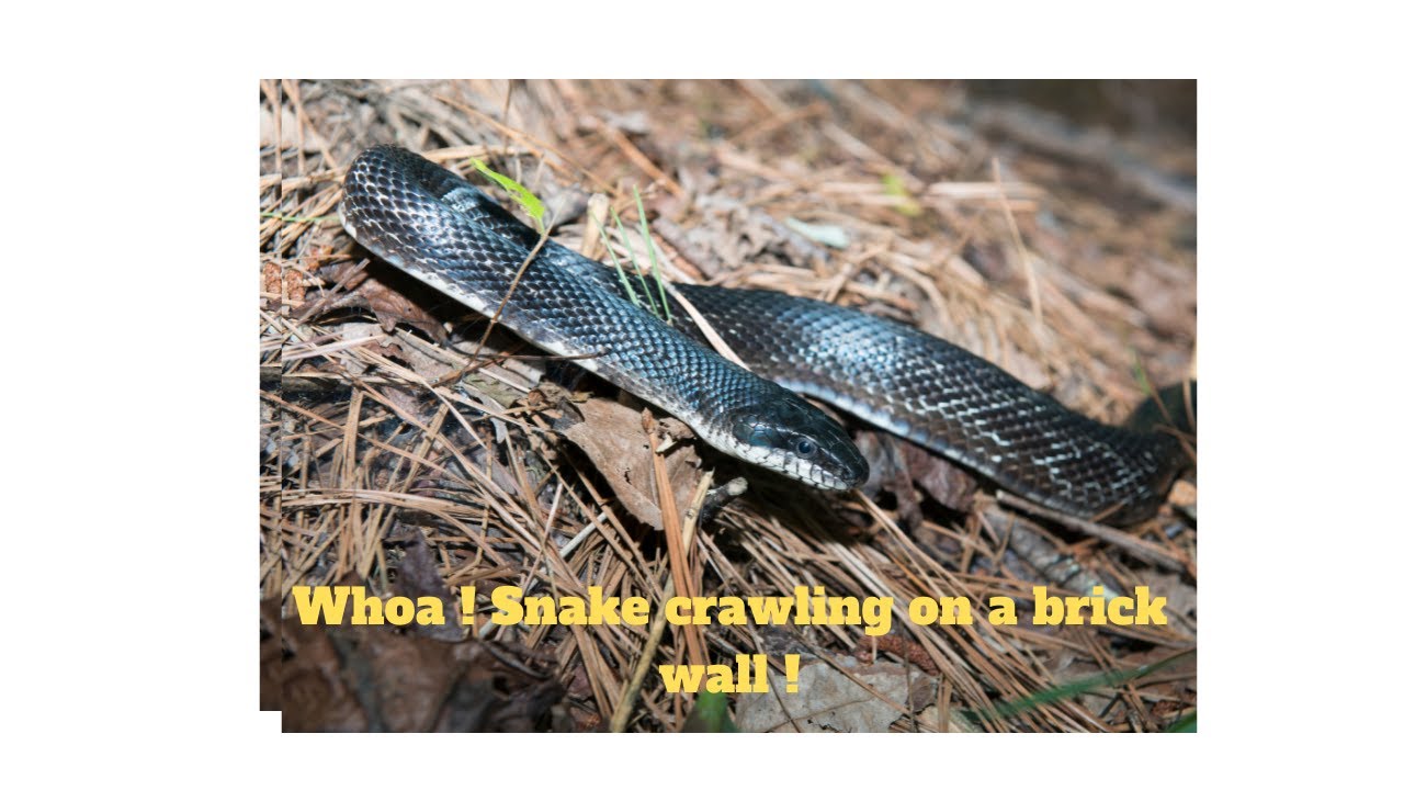 Whoa, a snake! - YouTube