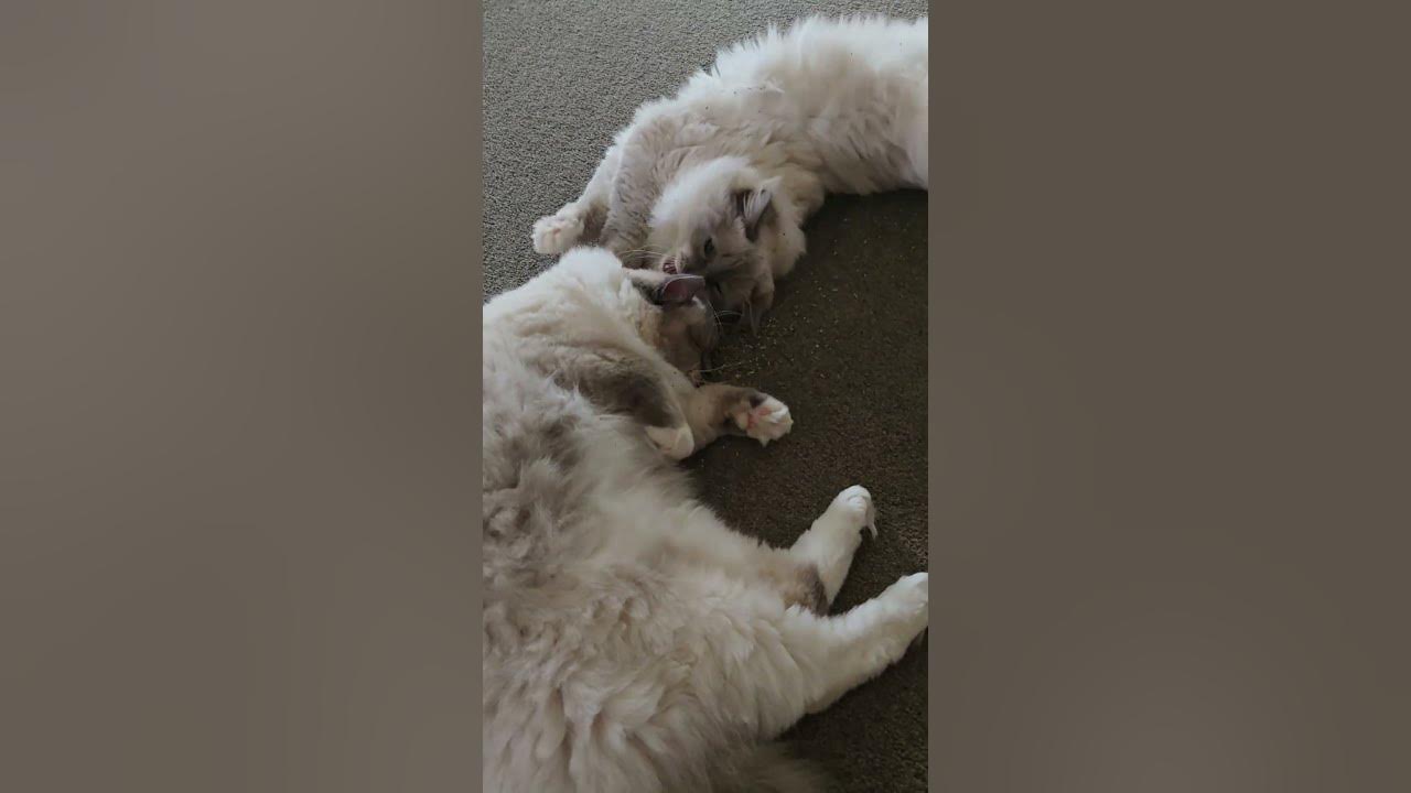 Ragdoll Cat Nip - YouTube