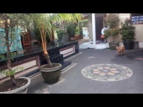 Lagi main sama anjing gw lagi